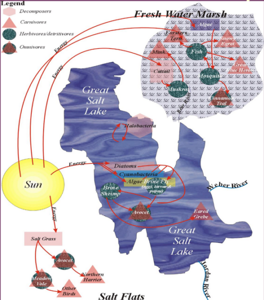 Ecological NetworksBaliga Systems Education Experiences