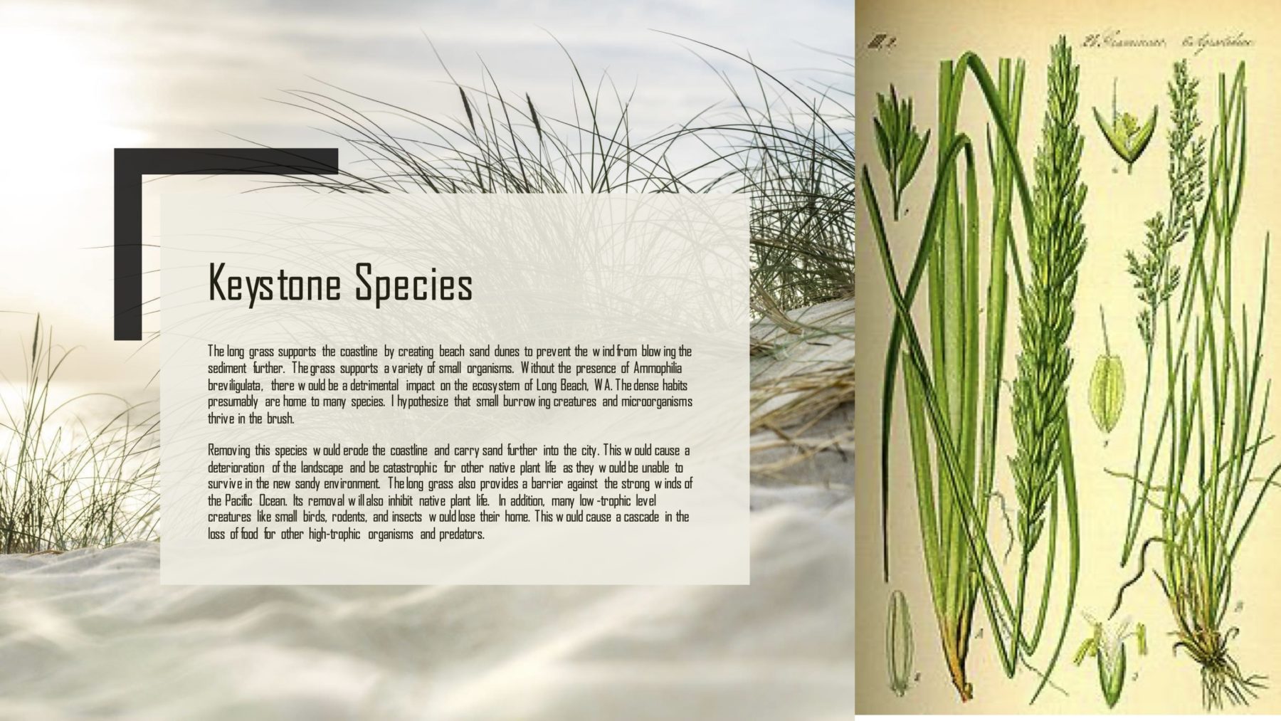 Keystone Species ProjectBaliga Systems Education Experiences