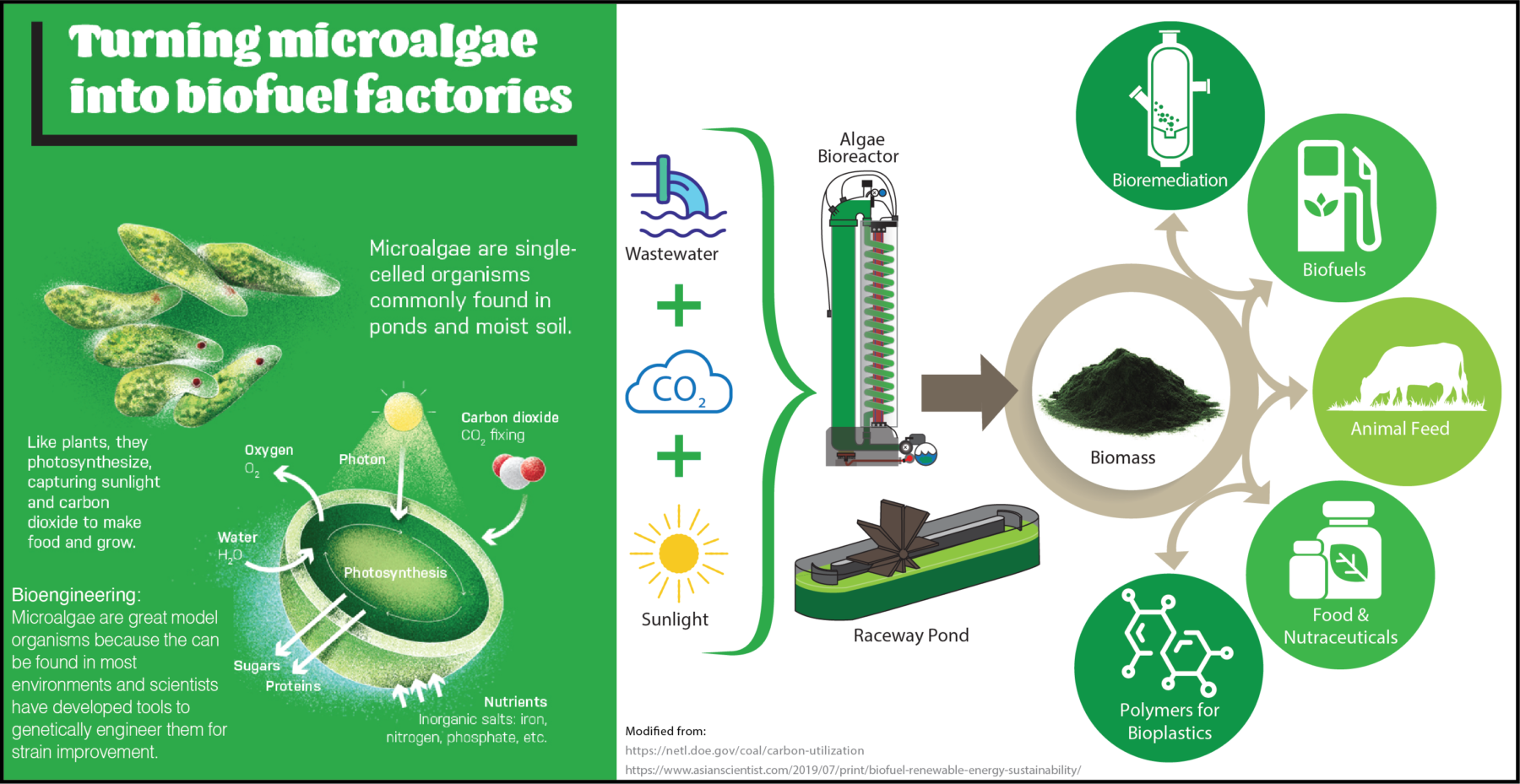Bioengineering a Sustainable WorldBaliga Systems Education Experiences
